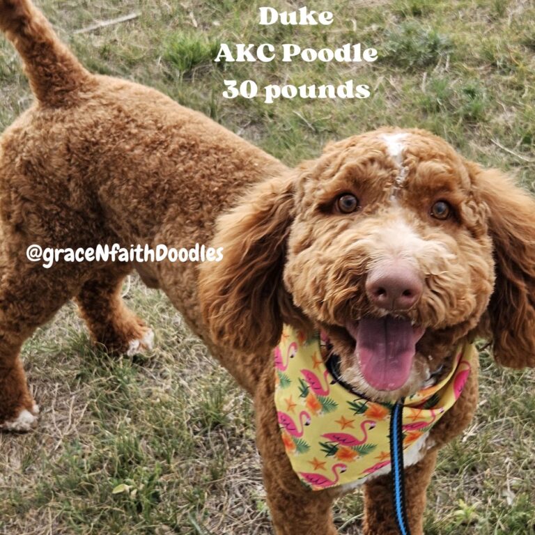 Duke - AKC Poodle | Doodles in Colorado