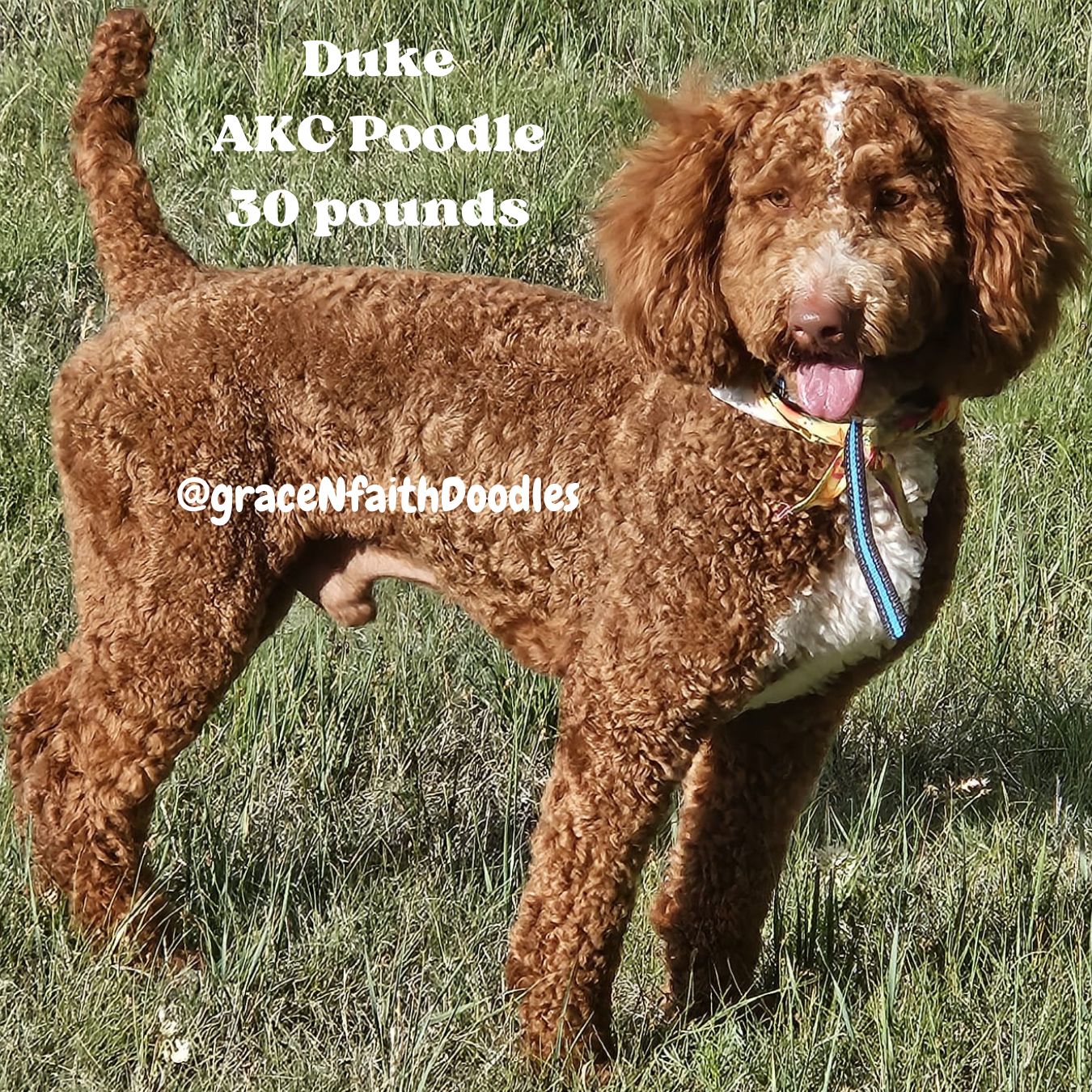 Duke - AKC Poodle | Doodles in Colorado