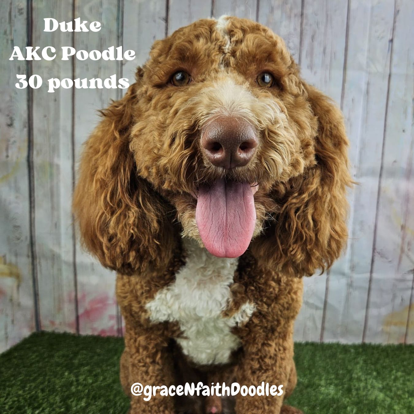 Duke - AKC Poodle | Doodles in Colorado